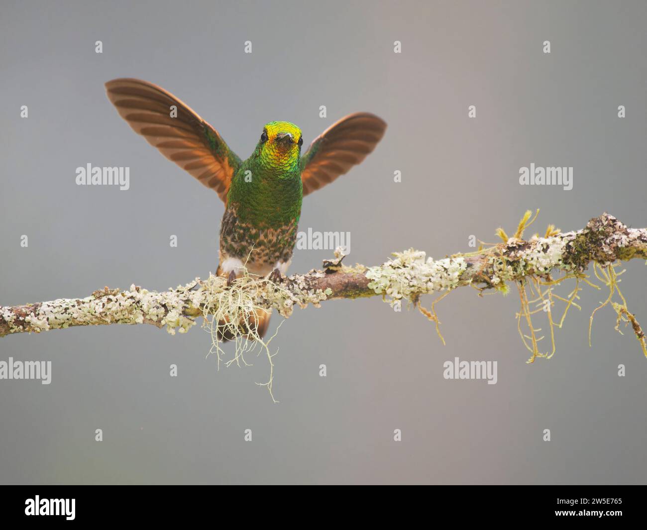 Buff Tailed Coronet Hummingbird – wings raised Boissonneaua flavescens ...