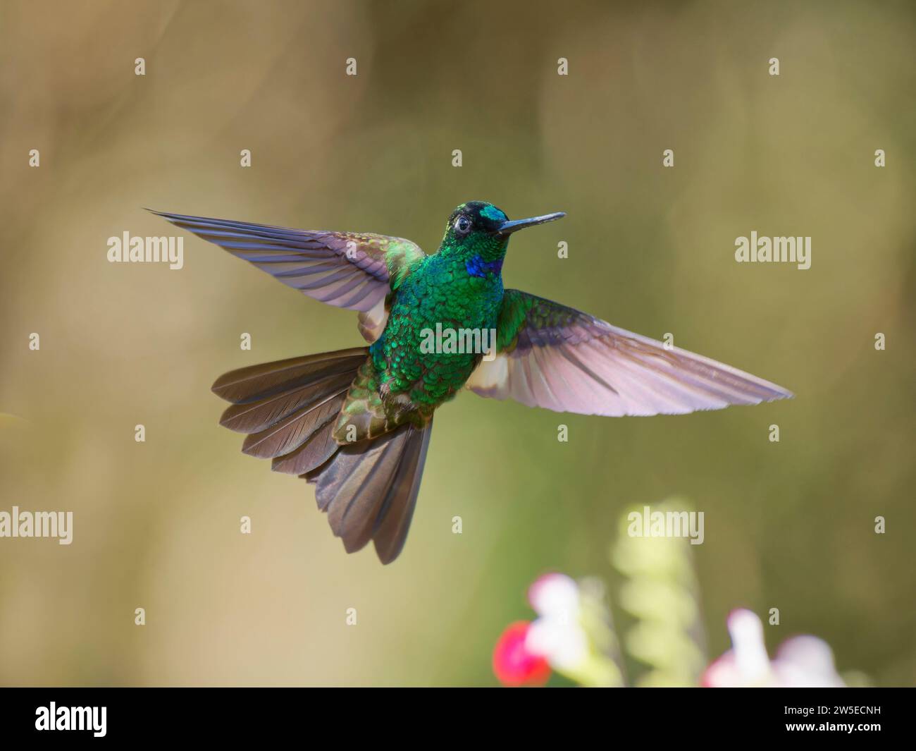 Buff Winged Starfrontlet Hummingbird – in flight Coeligena lutetiae ...