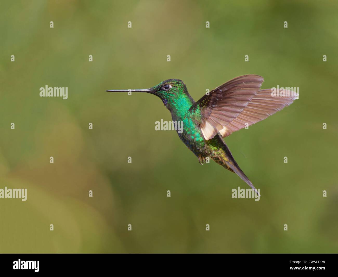Buff Winged Starfrontlet Hummingbird – in flight Coeligena lutetiae ...