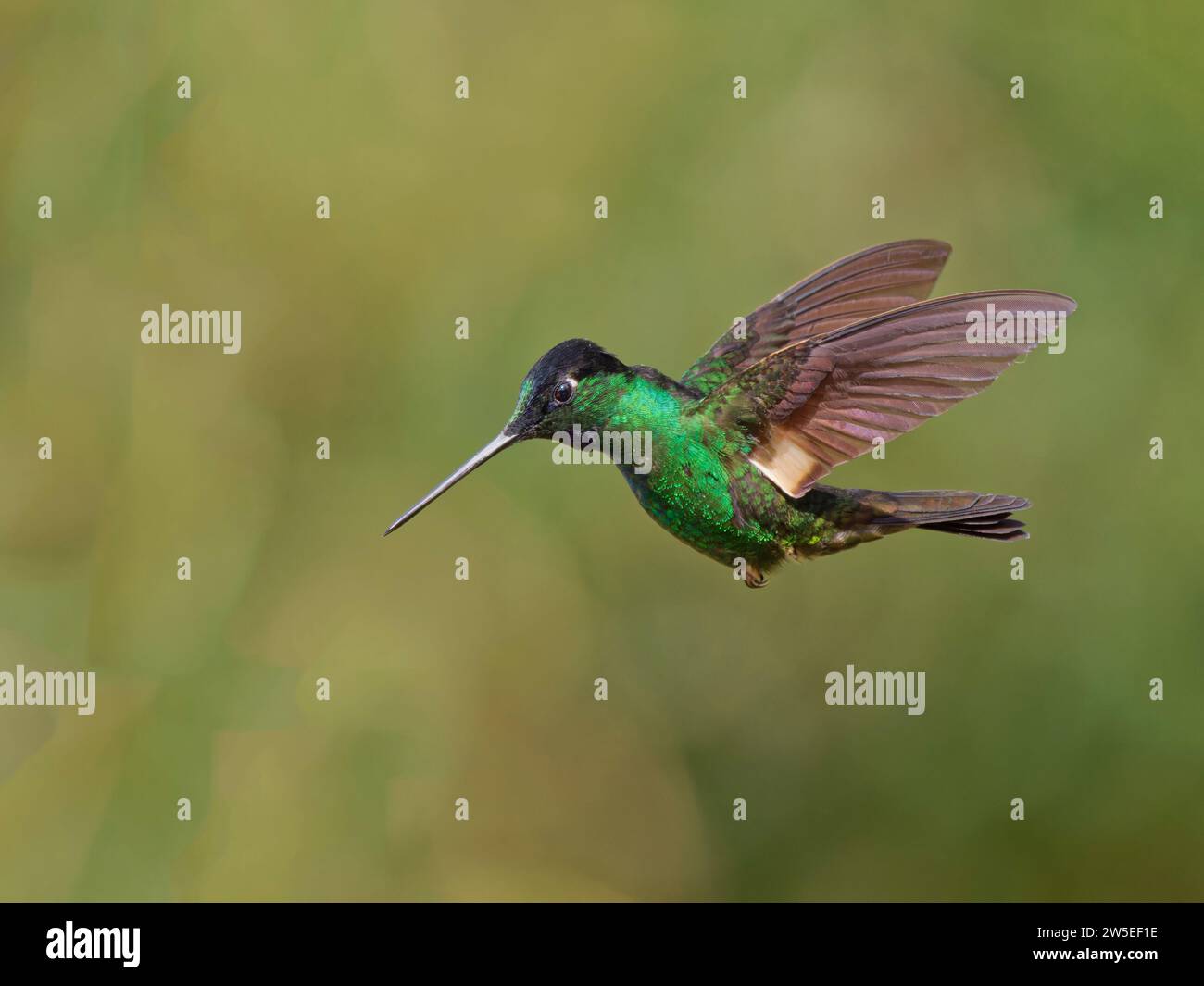 Buff Winged Starfrontlet Hummingbird – in flight Coeligena lutetiae ...