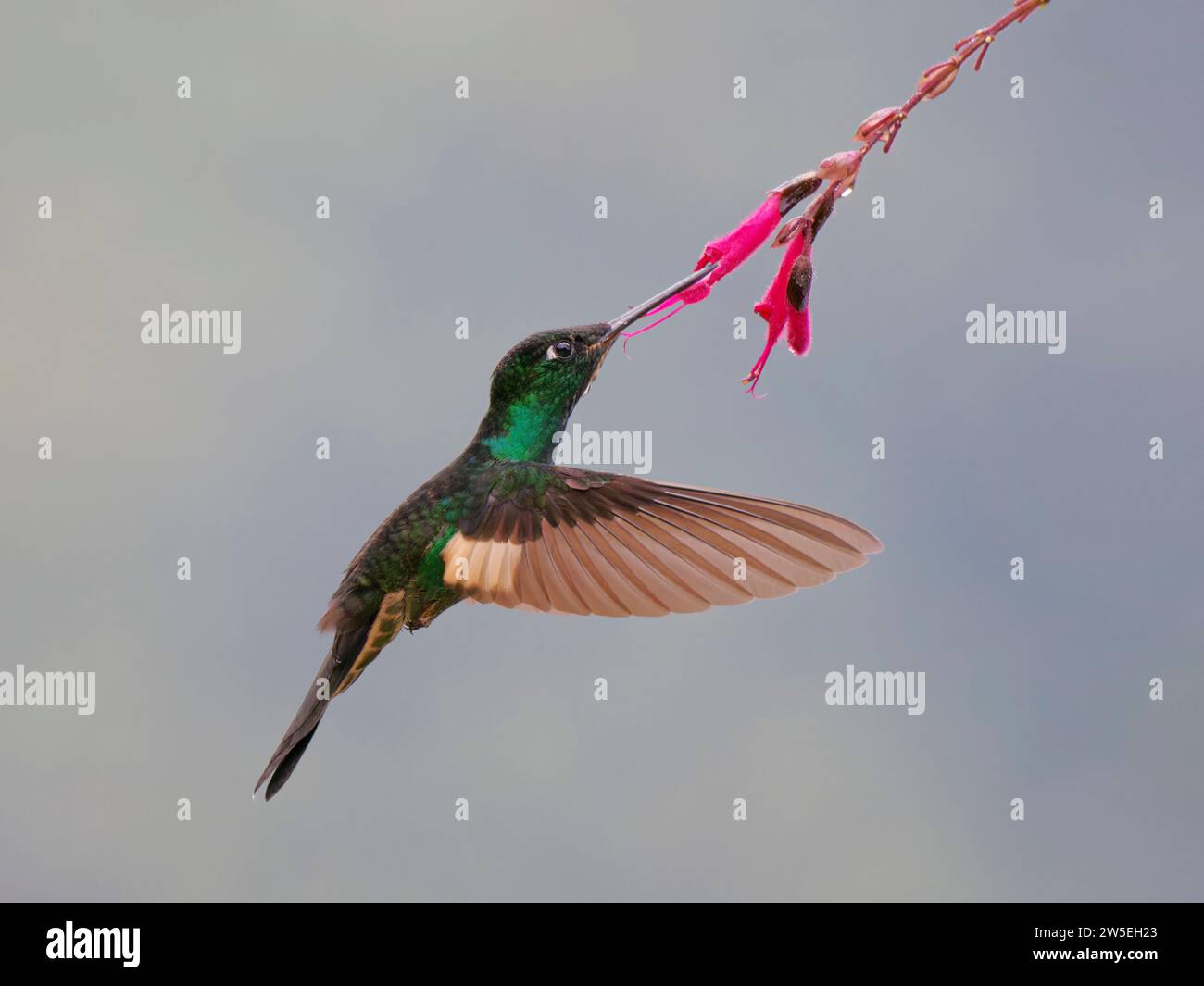 Buff Winged Starfrontlet Hummingbird – feeding at flower Coeligena ...