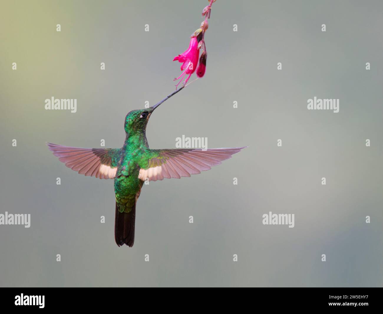 Buff Winged Starfrontlet Hummingbird – feeding at flower Coeligena ...