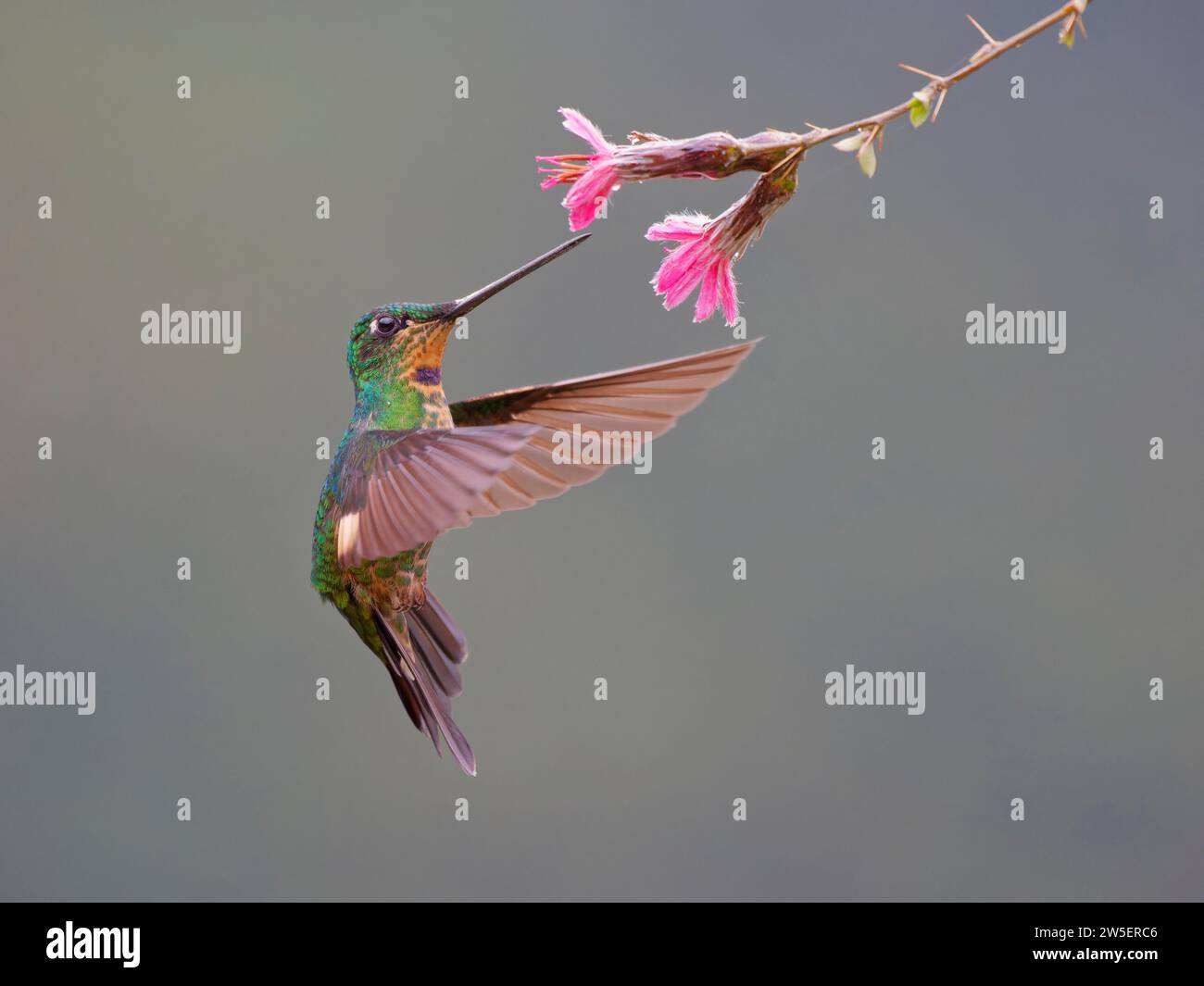 Buff Winged Starfrontlet Hummingbird - female at flower Coeligena ...