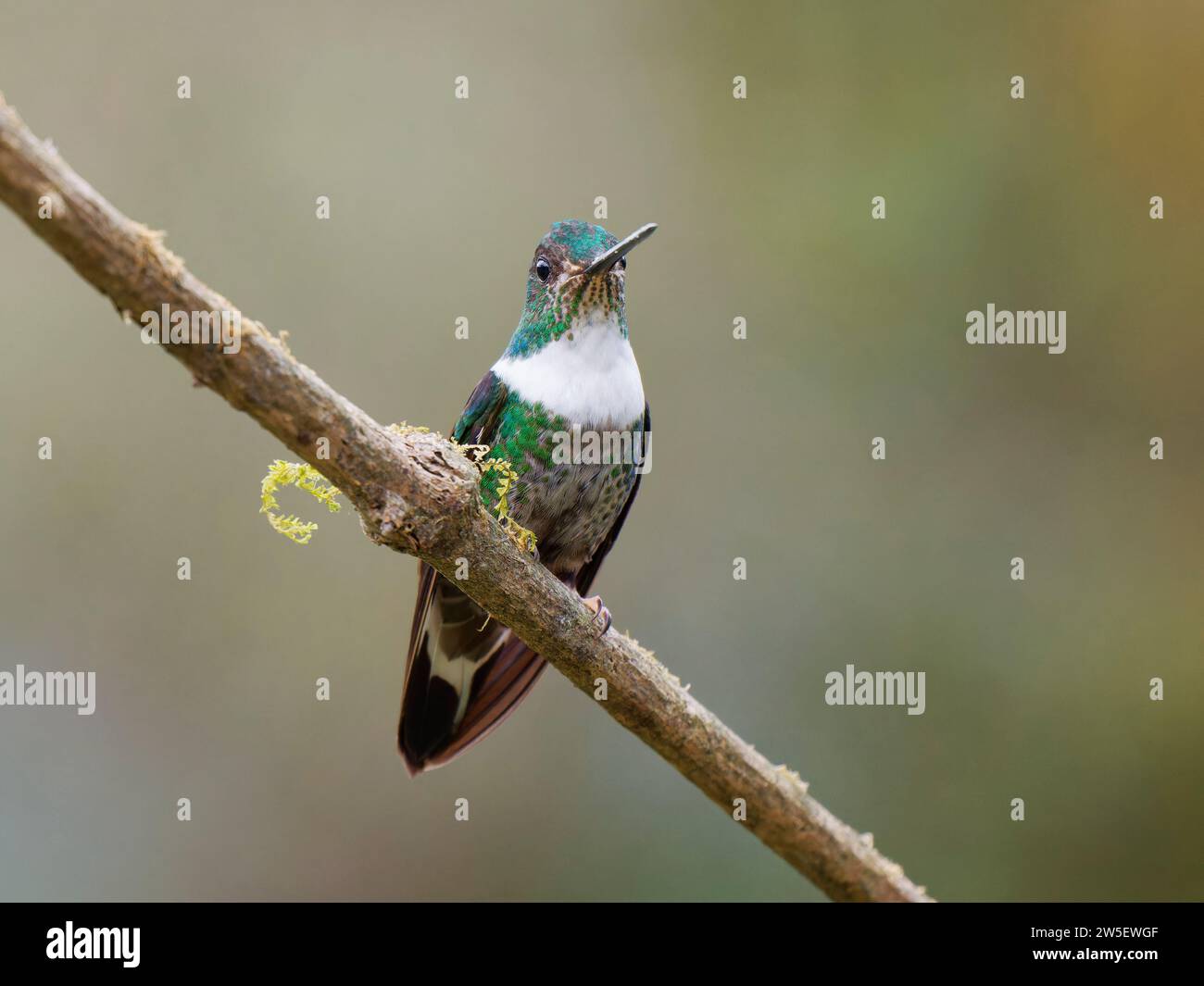 Inca hummingbirds hi-res stock photography and images - Alamy