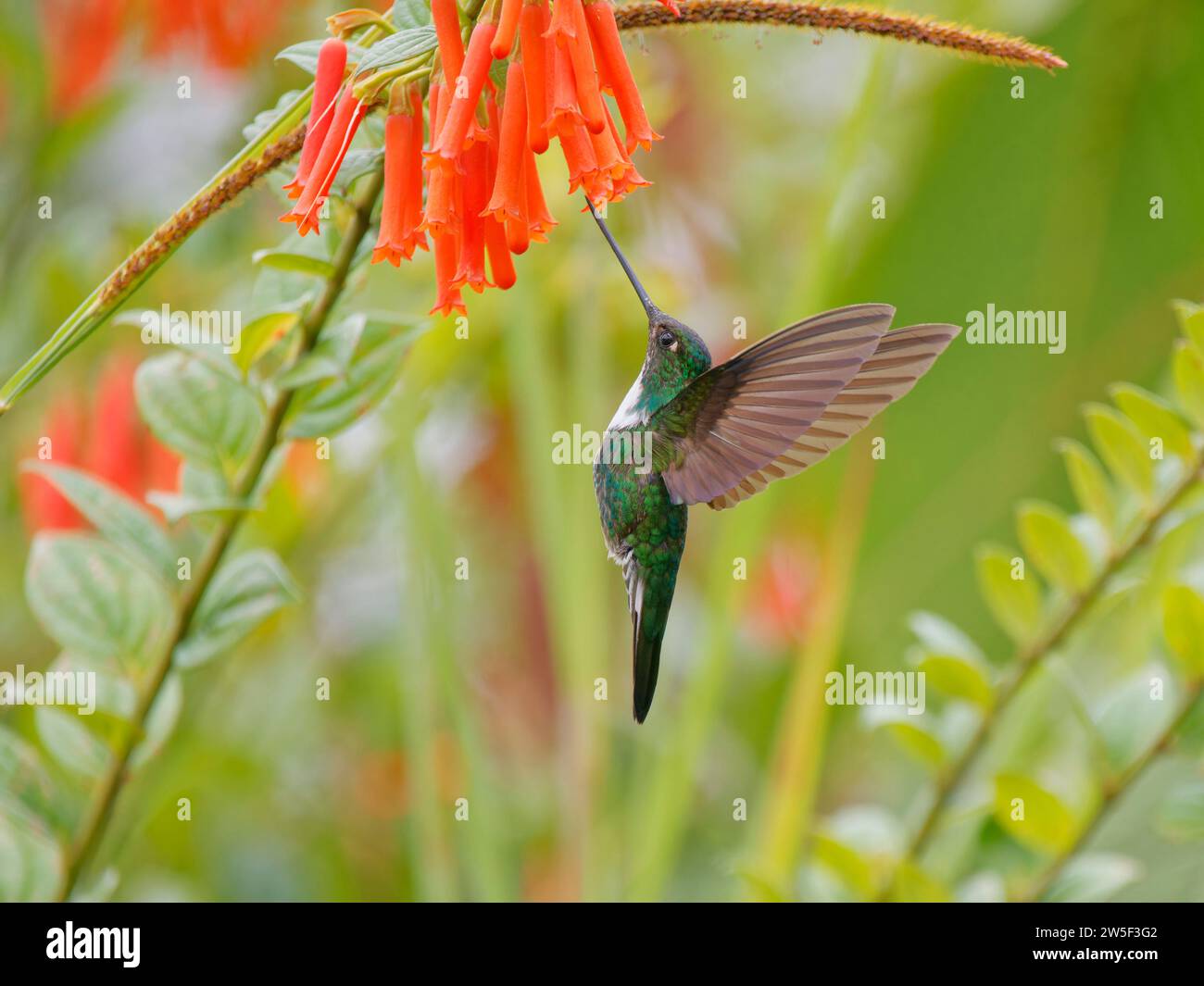 Collared Inca Hummingbird - Feeding at flower Coeligena torquata ...