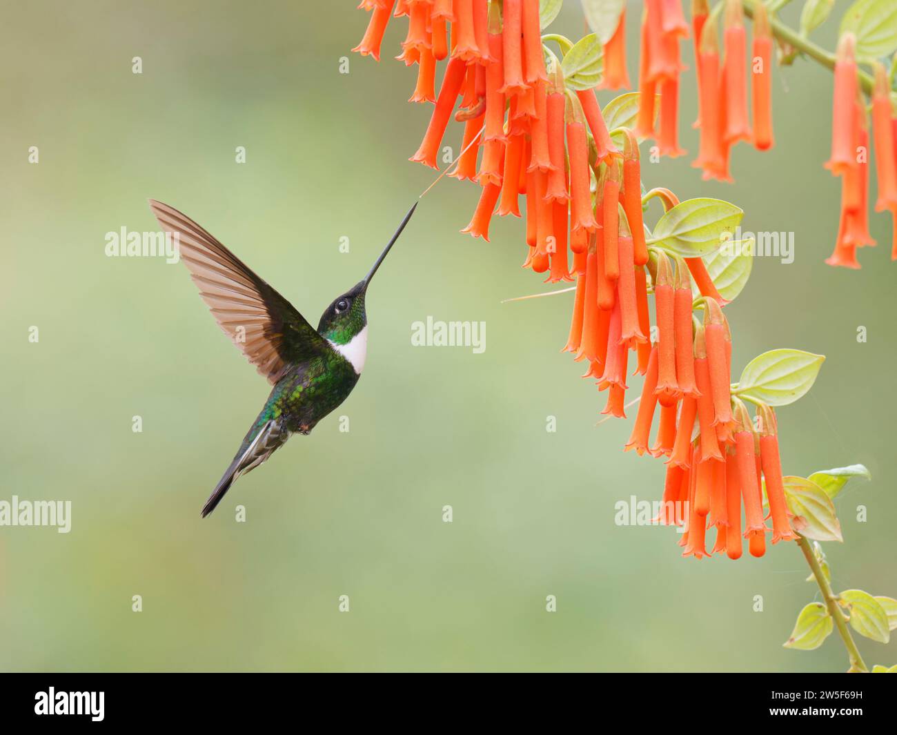 Inca hummingbirds hi-res stock photography and images - Alamy
