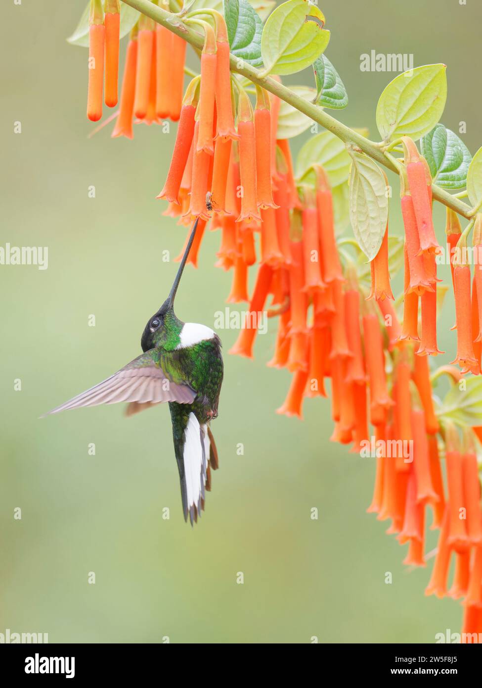Collared Inca Hummingbird - Feeding at flower Coeligena torquata ...