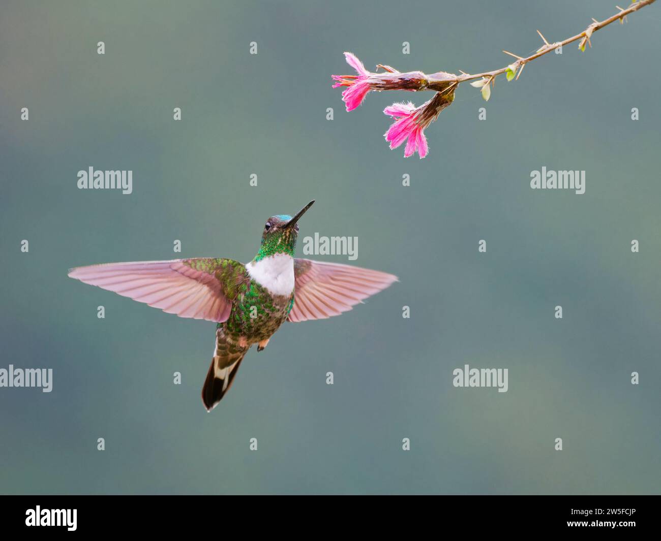 Collared Inca Hummingbird - Feeding at flower Coeligena torquata ...