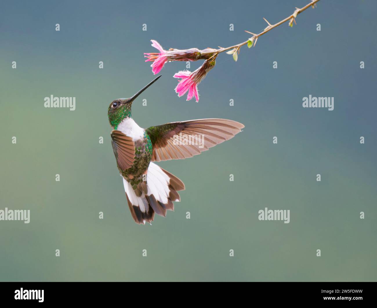 Collared Inca Hummingbird - Feeding at flower Coeligena torquata ...