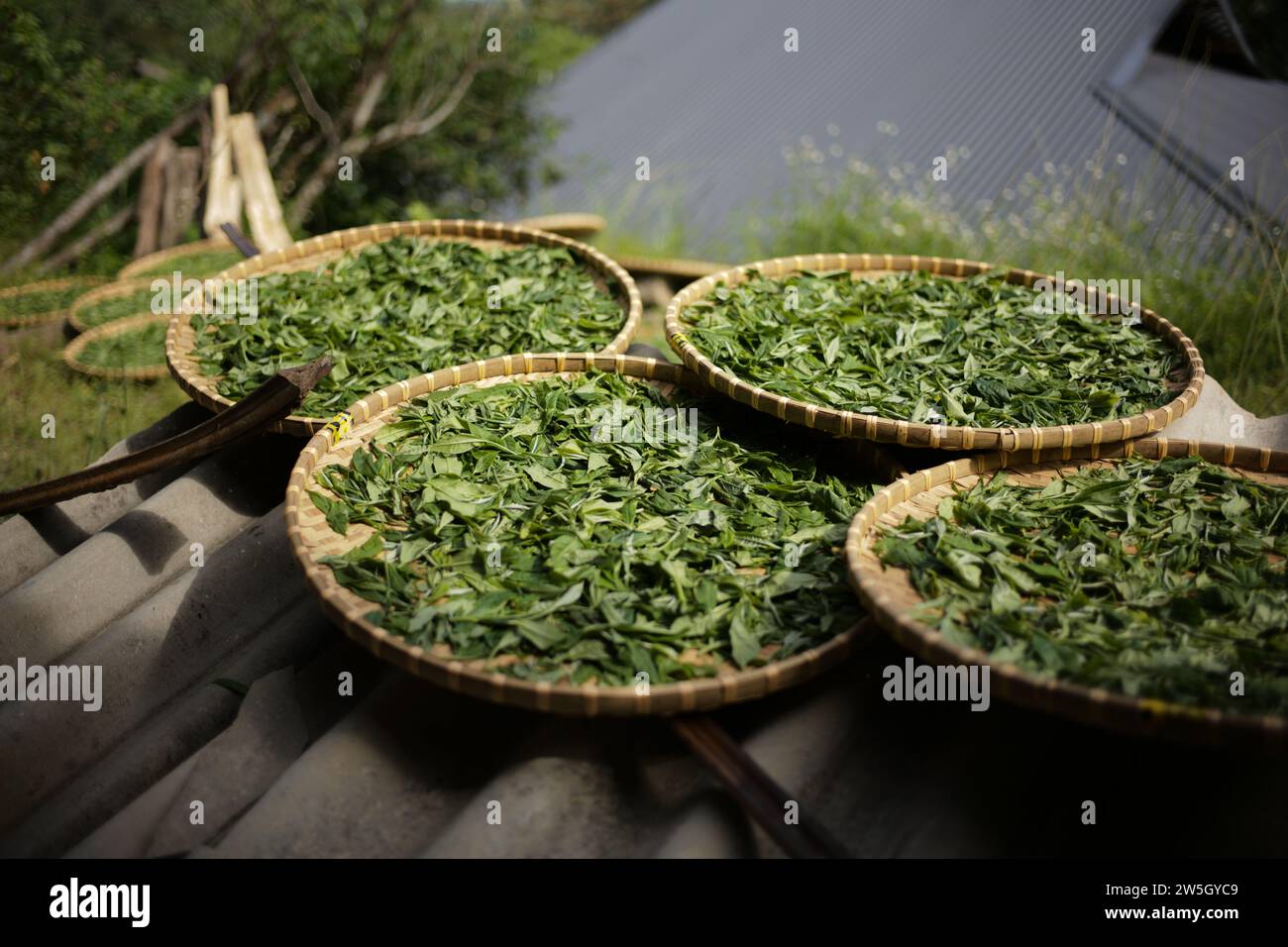 Tea making - Ha Giang - Vietnam Stock Photo - Alamy