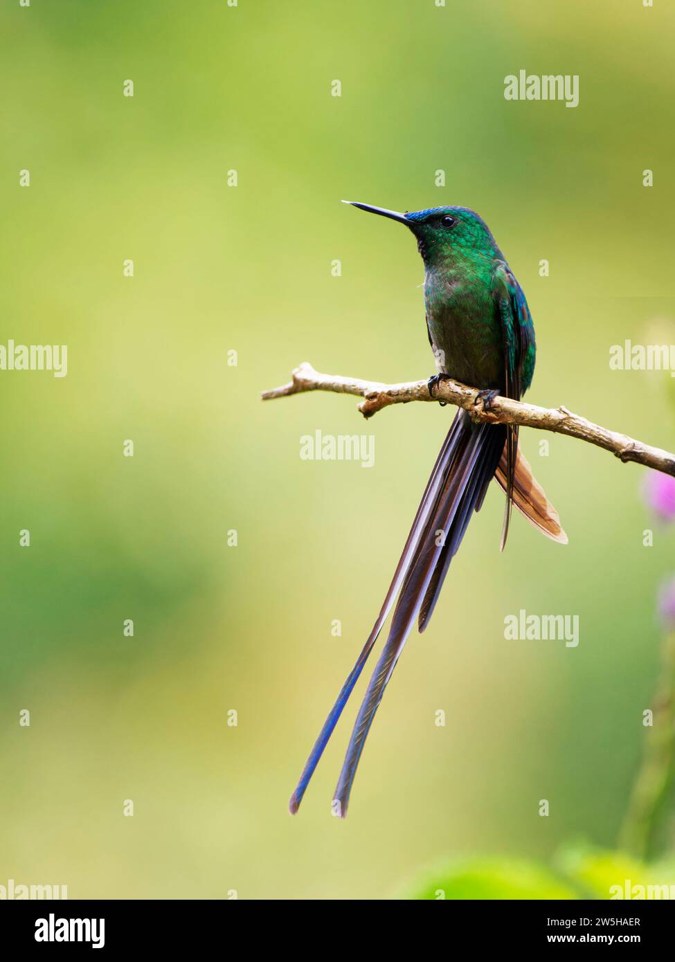 Long Tailed Sylph Aglaiocercus kingii Ecuador BI038202 Stock Photo - Alamy