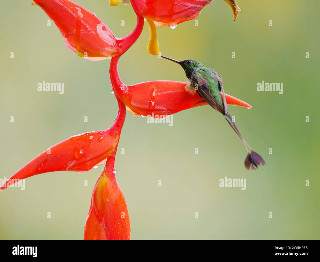 Peruvian Booted Racket Tail - on heliconia flower Ocreatus peruanus ...