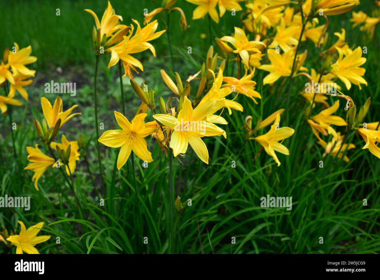 Macro photo nature blooming flower Lilium. Background texture blooming yellow flowers lily ...