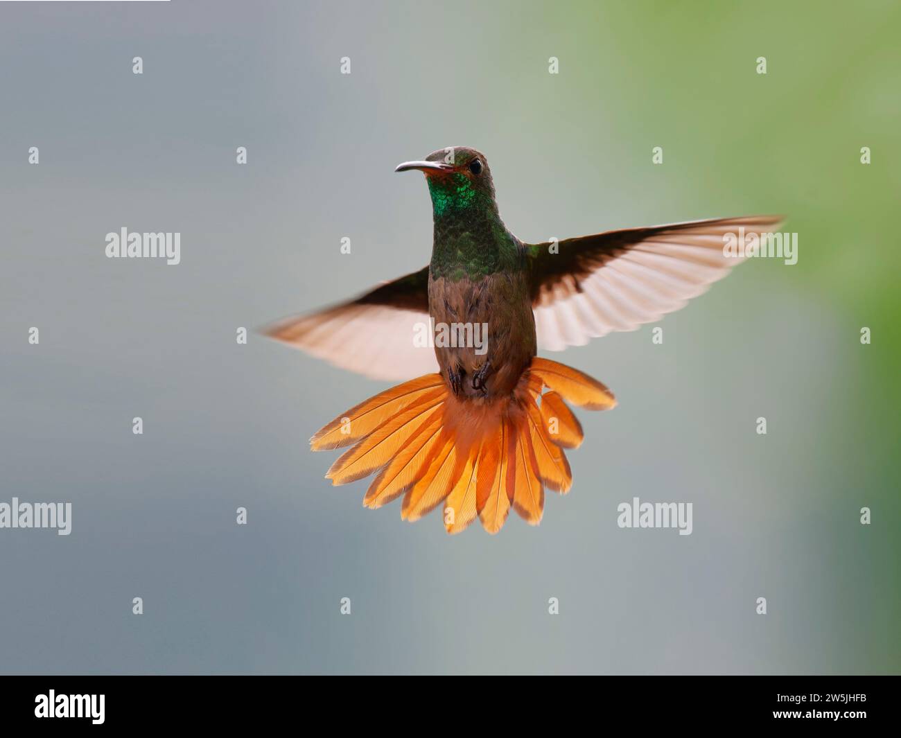 Rufous Tailed Hummingbird - in flight backlit Amazilia tzacatl Ecuador BI038277 Stock Photo - Alamy