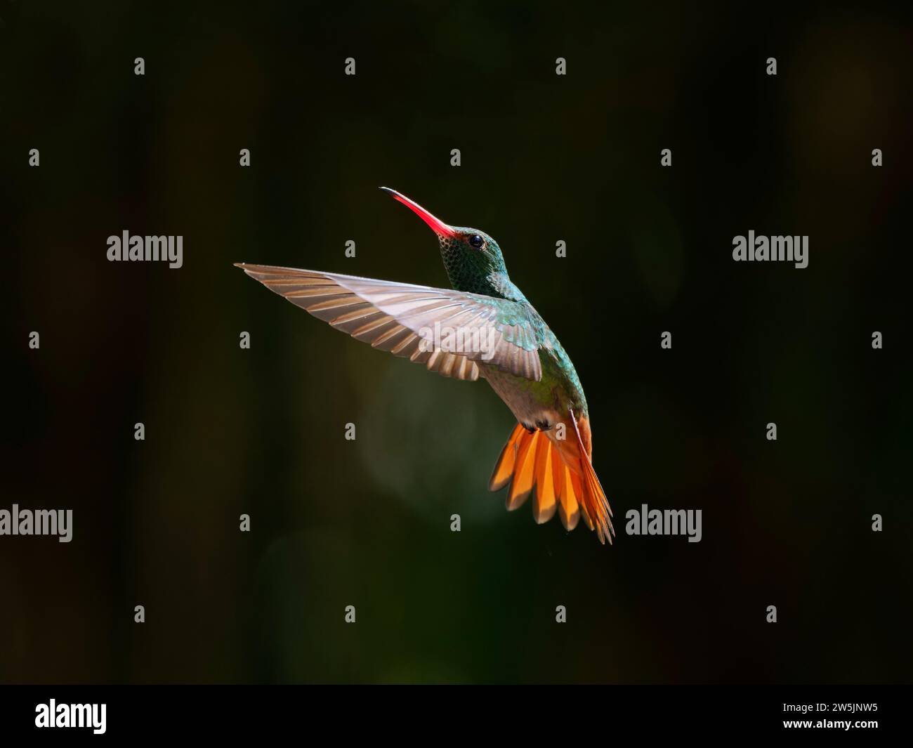 Rufous Tailed Hummingbird - in flight backlit Amazilia tzacatl Ecuador BI038288 Stock Photo - Alamy