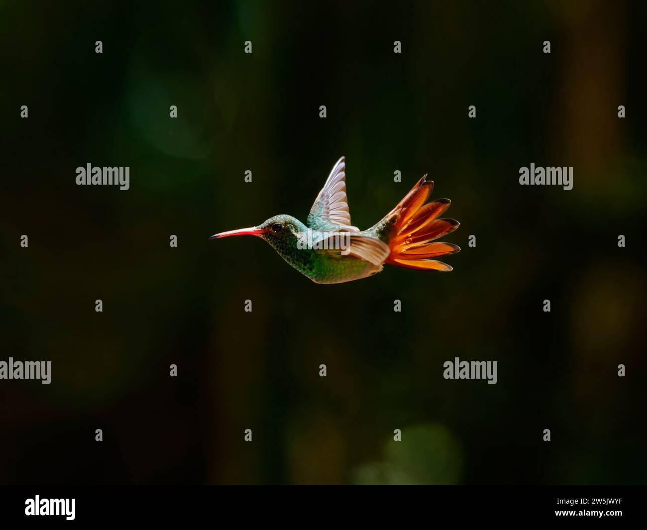 Rufous Tailed Hummingbird - in flight backlit Amazilia tzacatl Ecuador BI038302 Stock Photo - Alamy