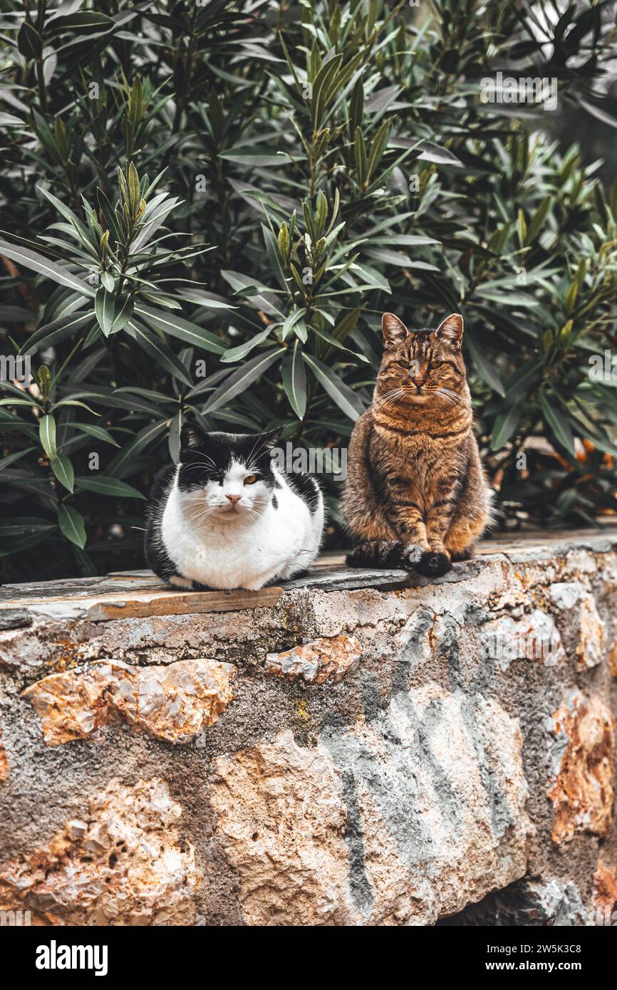 Cat Couple Animal Wildlife City Pets Stock Photo - Alamy