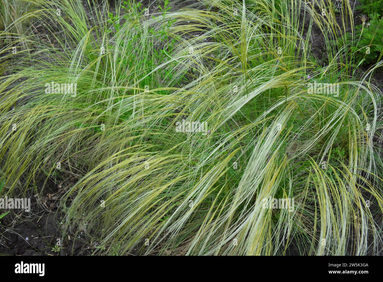 the beautiful Feather Grass bush, forms already at the slightest wind ...