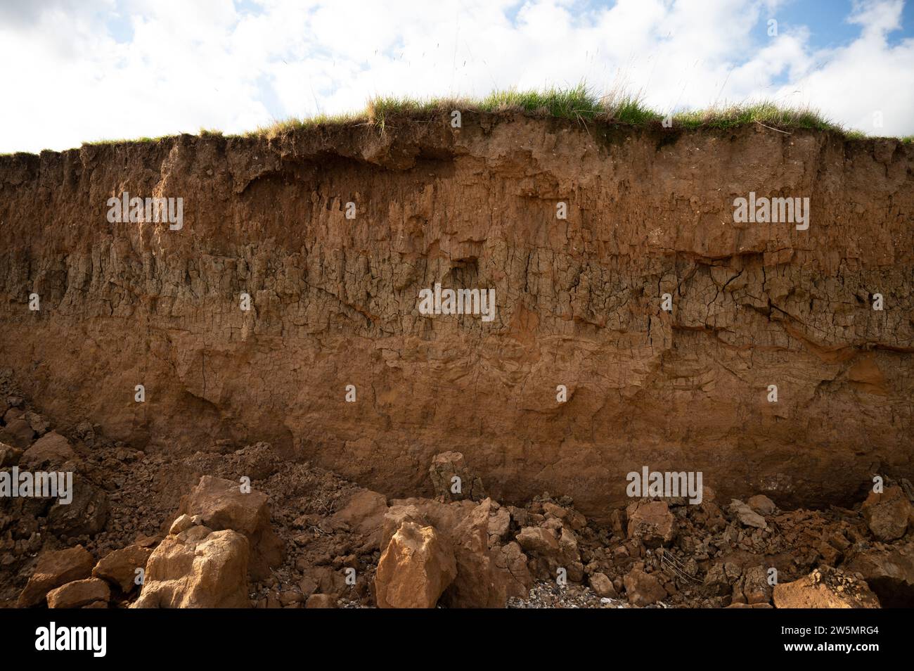 tree fallen in to sea from coastal egde Stock Photo - Alamy