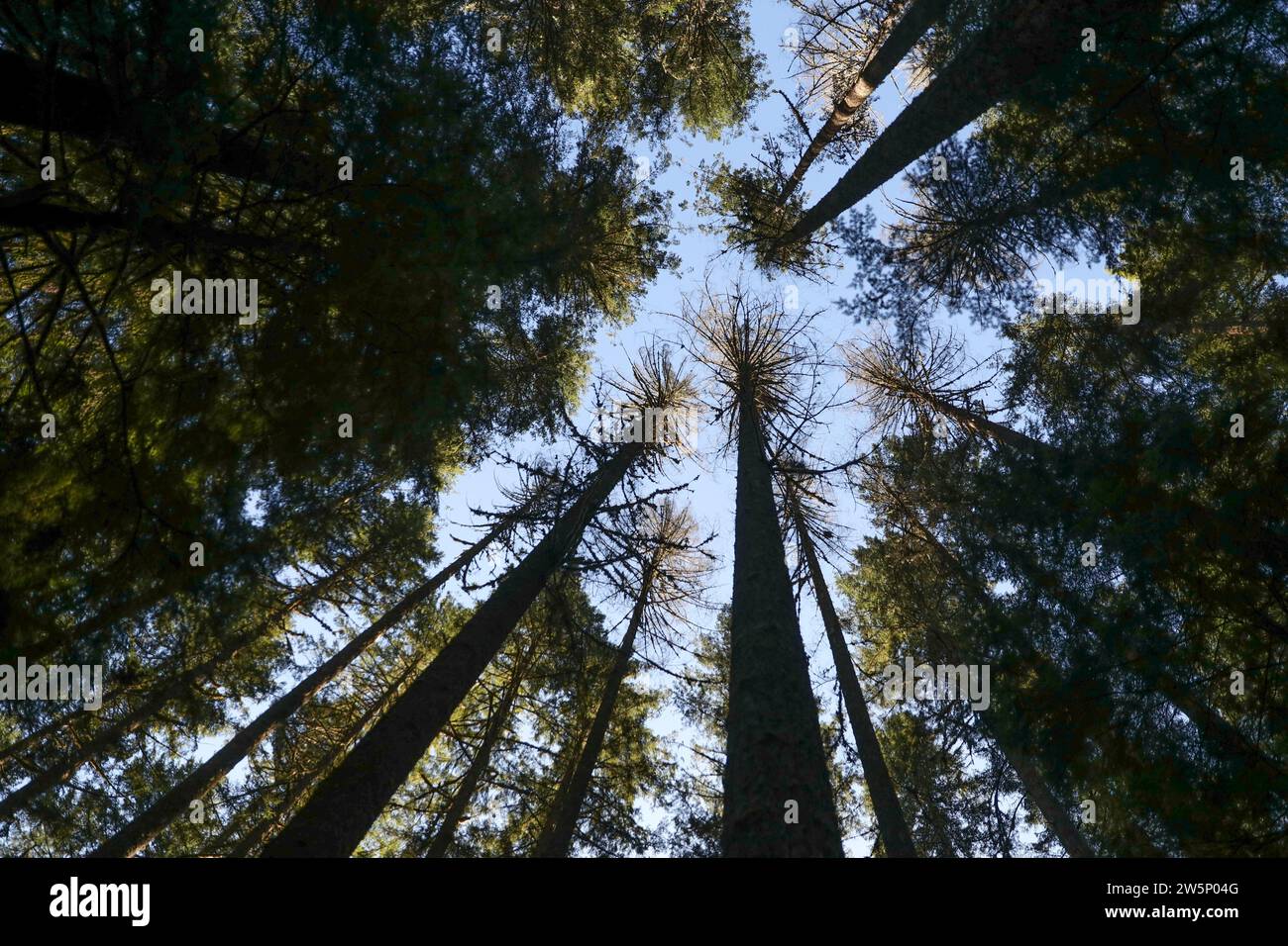 Douglas fir trees that died as a result of insect damage following heat ...