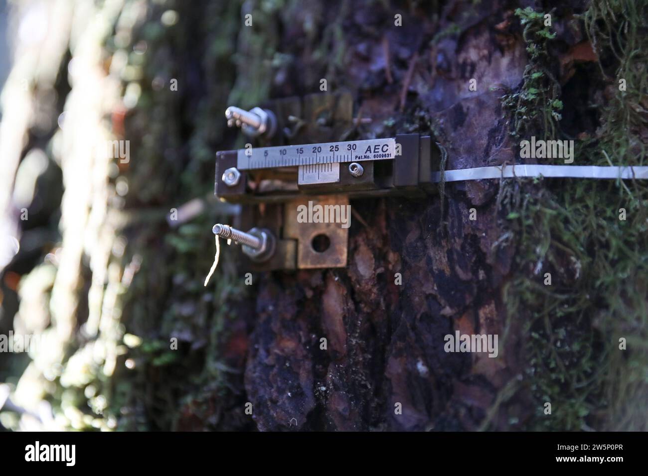 A dendrometer, a device to measure tree growth, is visible on a Douglas ...
