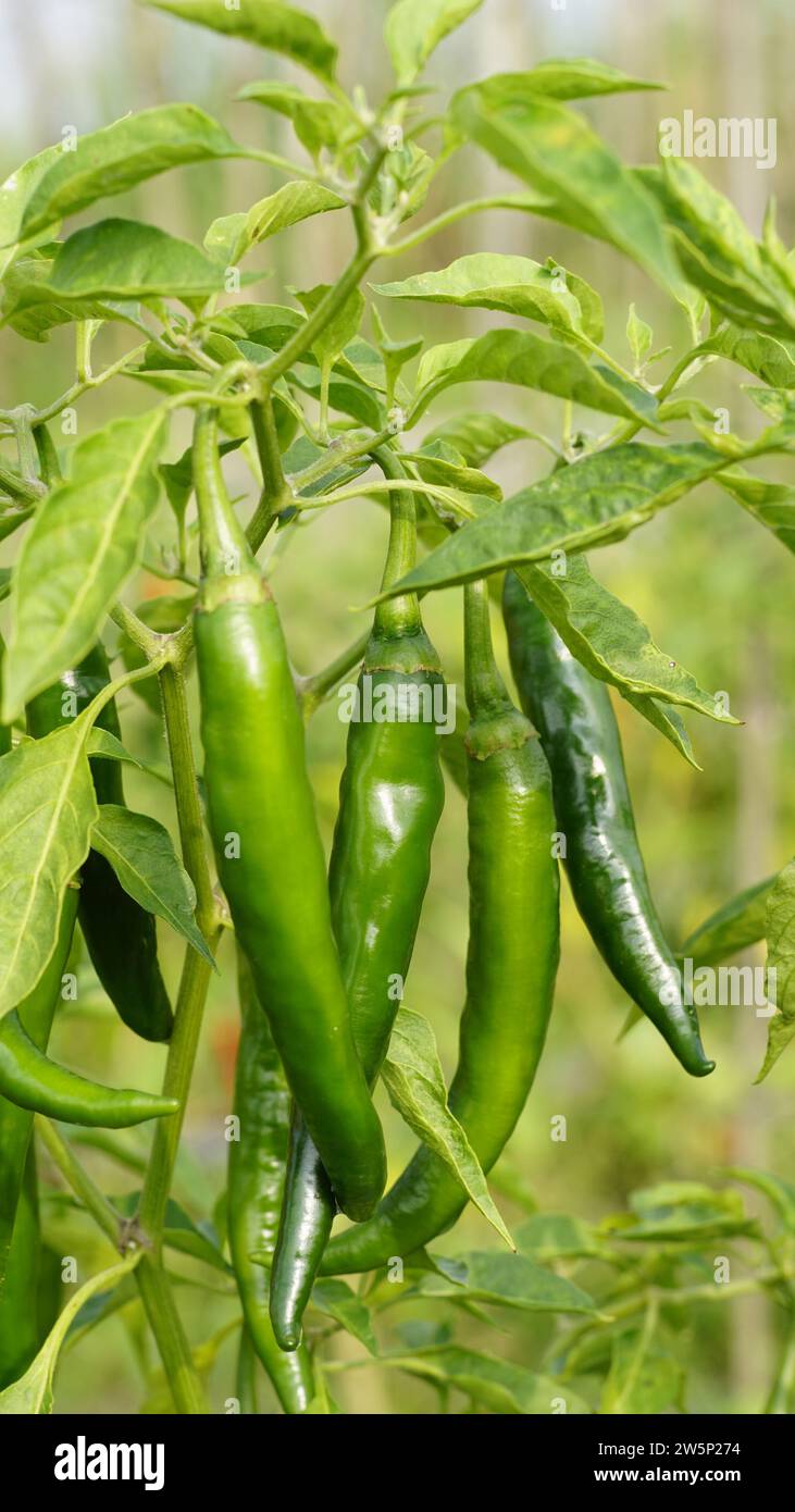 green chilli on the tree in the vegetable garden, the hanging fruit is ...