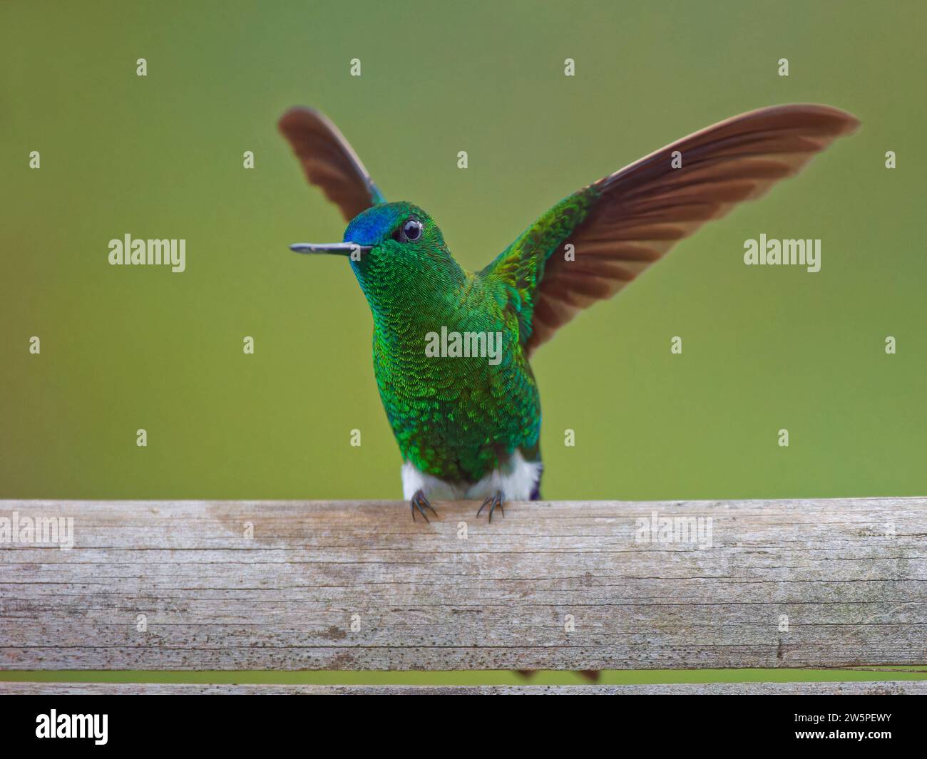 Sapphire Vented Puffleg Eriocnemis luciani Ecuador BI038308 Stock Photo ...