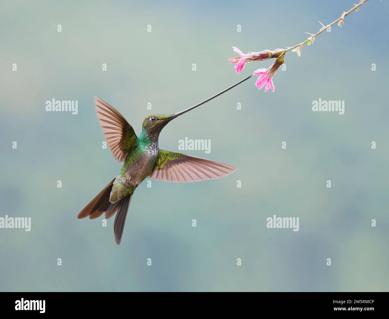 Sword-billed Hummingbird - feeding at flower Ensifera ensifera Ecuador ...
