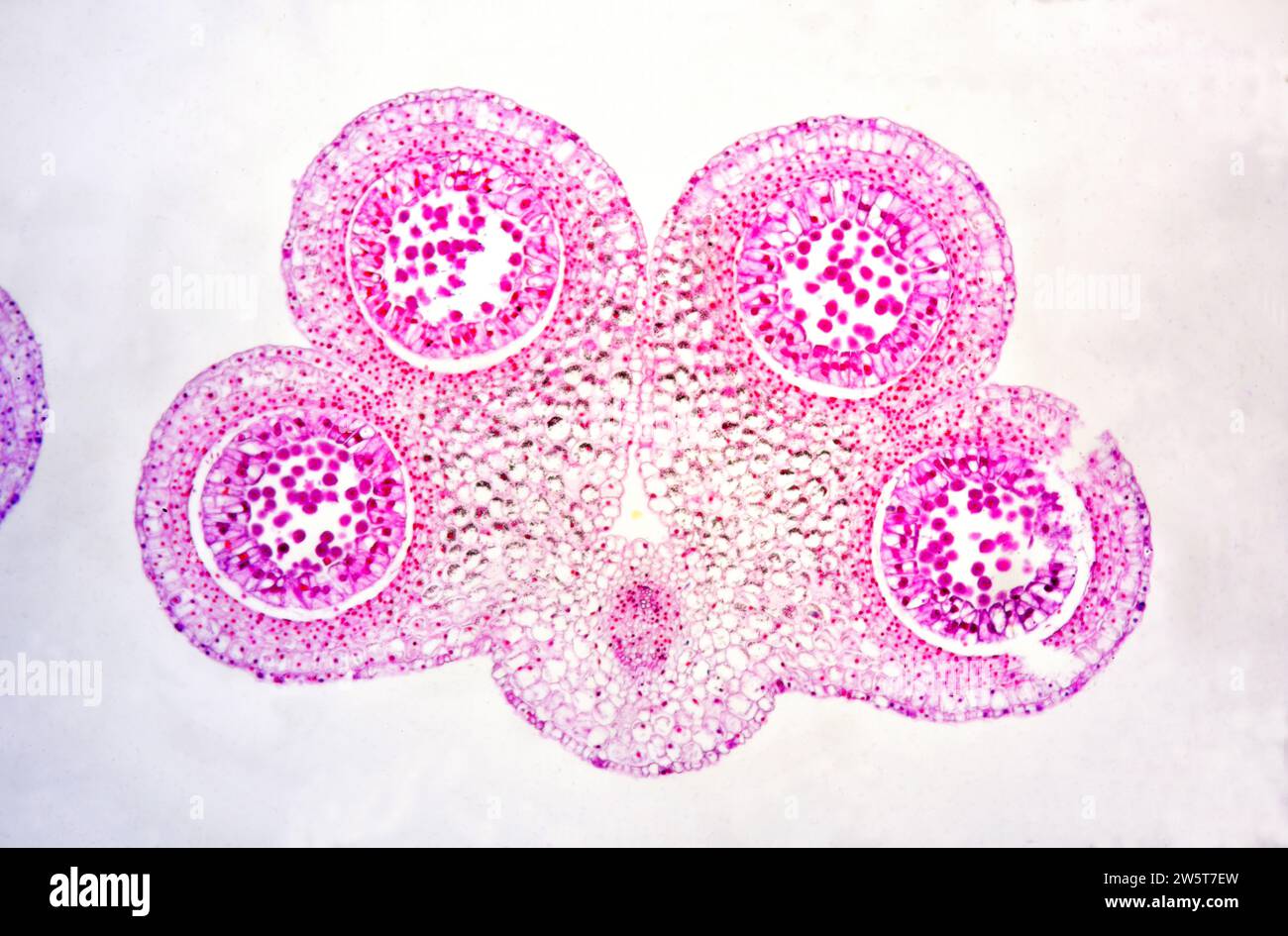 Lilium anther cross section hi-res stock photography and images - Alamy