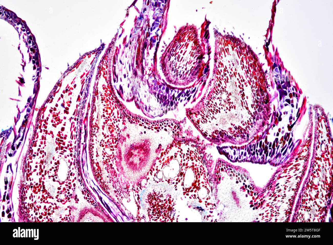 Cono femenino hi-res stock photography and images - Alamy