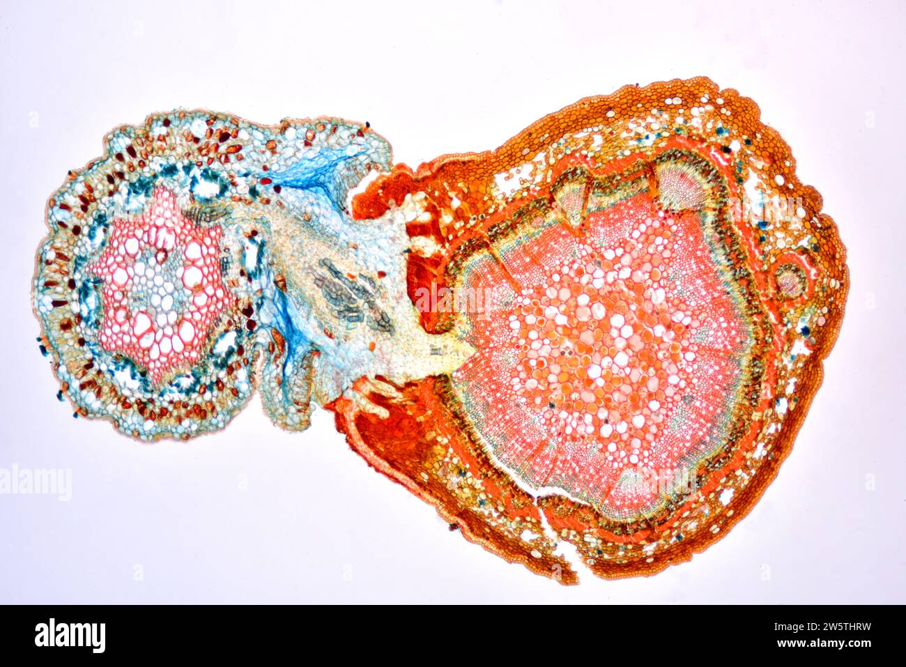 Light microscope cross section stem hi-res stock photography and images ...