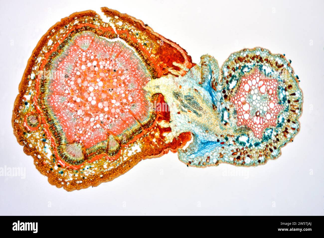 Light microscope cross section stem hi-res stock photography and images ...