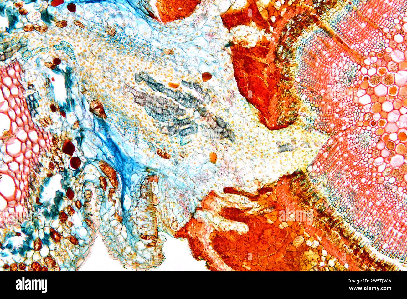 Haustorium of dodder (Cuscuta sp.) parasitizing a stem. Photomicrograph ...