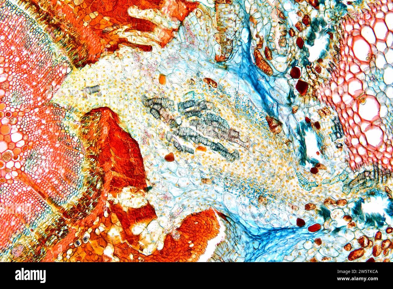 Haustorium of dodder (Cuscuta sp.) parasitizing a stem. Photomicrograph ...