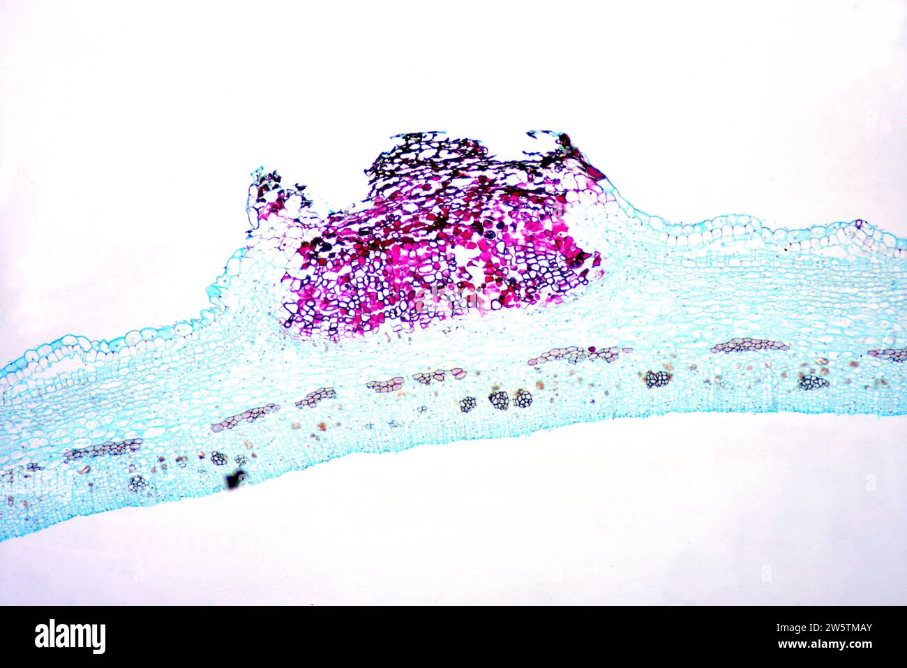 Lenticela hi-res stock photography and images - Alamy