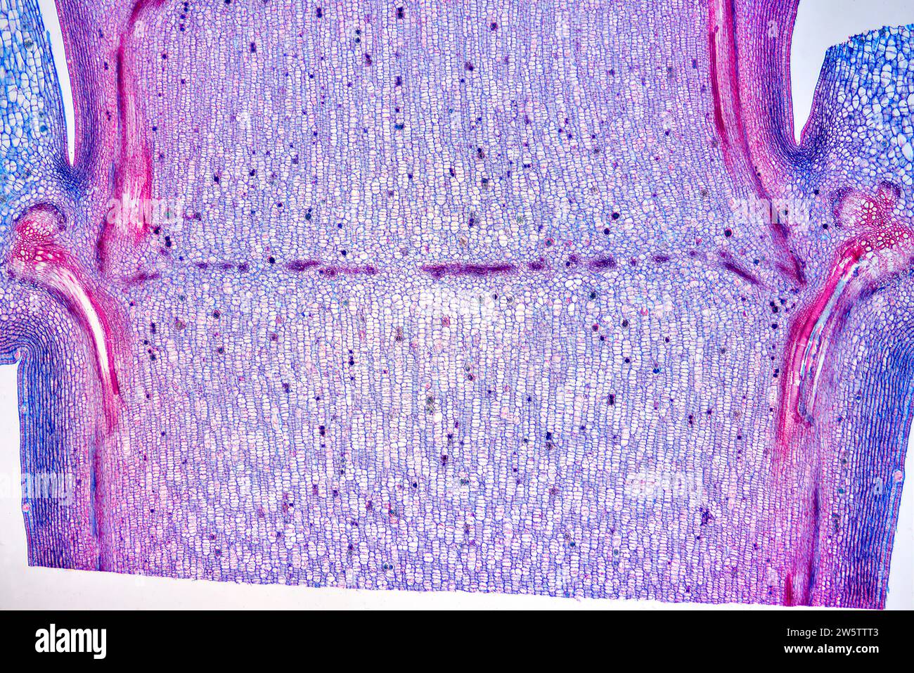 Intercalary meristem hi-res stock photography and images - Alamy