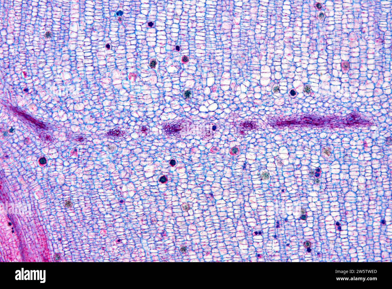 Plant meristem cells hi-res stock photography and images - Alamy