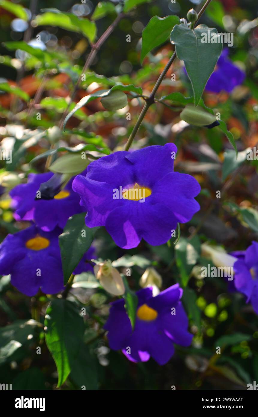 Purple trumpet shaped flower hi-res stock photography and images - Alamy