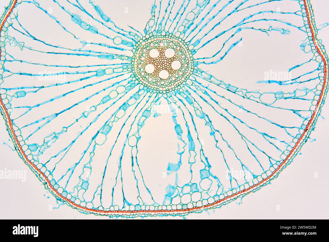 Root of rice (Oriza sativa) showing from outside to inside: rhizodermis ...