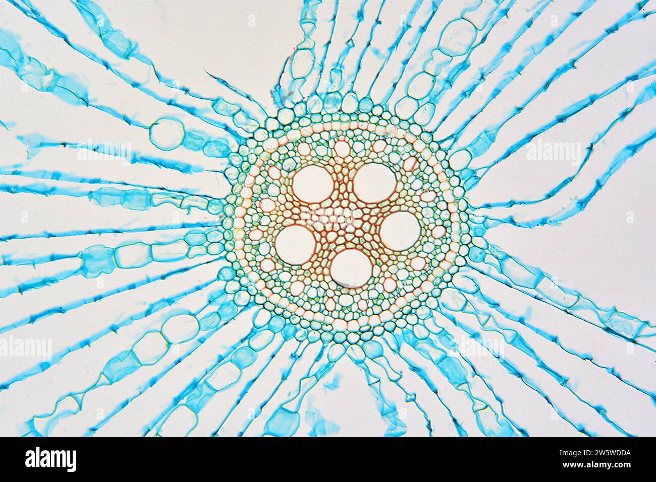 Root of rice (Oriza sativa) showing from outside to inside: cortex ...