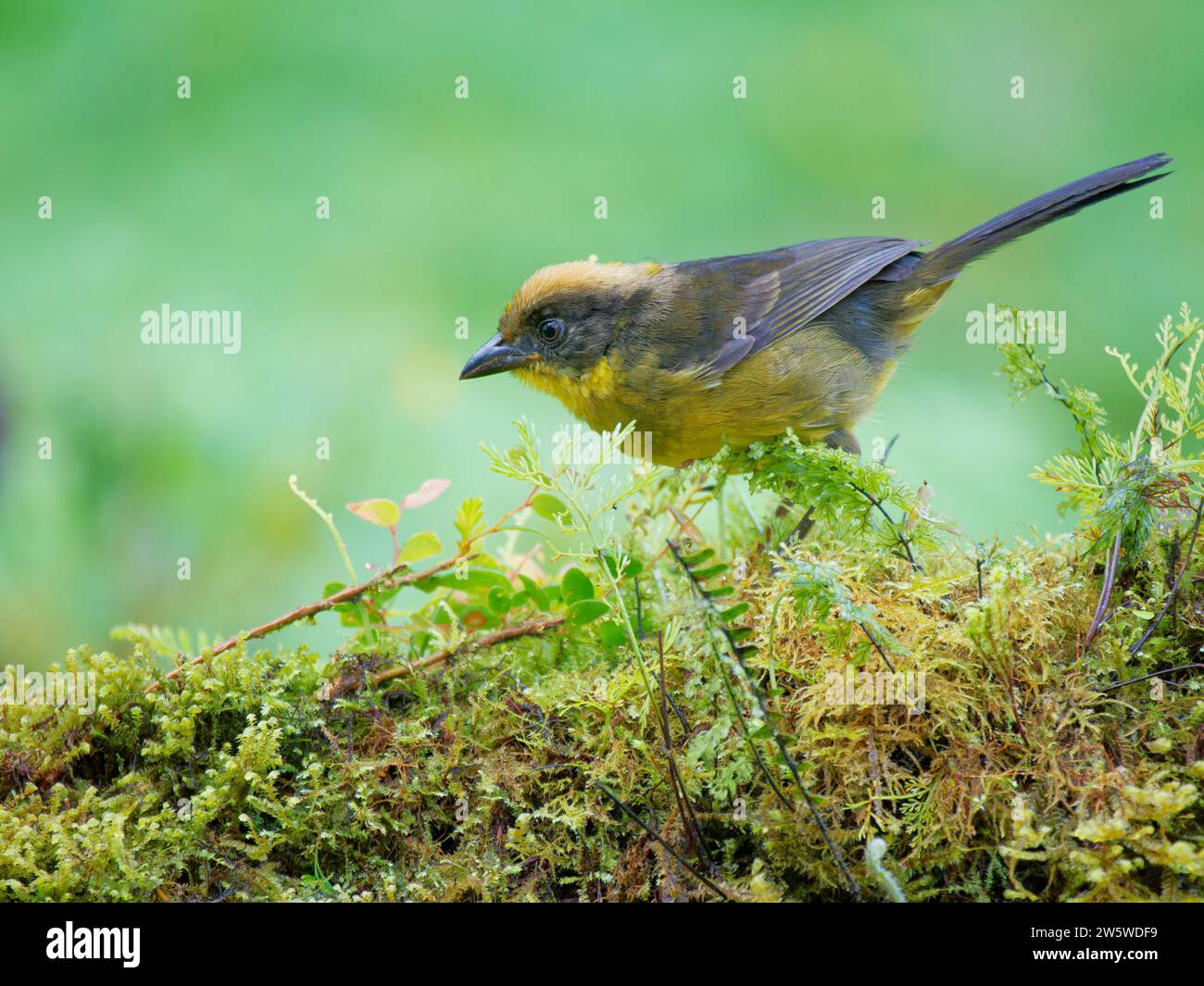 Tricolored brushfinch hi-res stock photography and images - Alamy
