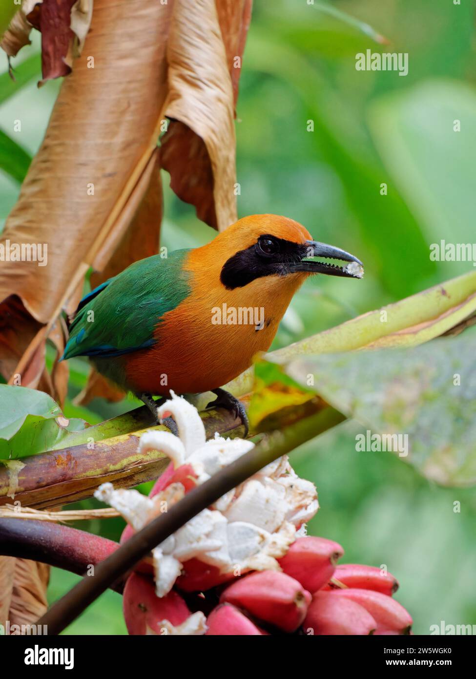 Feeding birds and motmots hi-res stock photography and images - Alamy