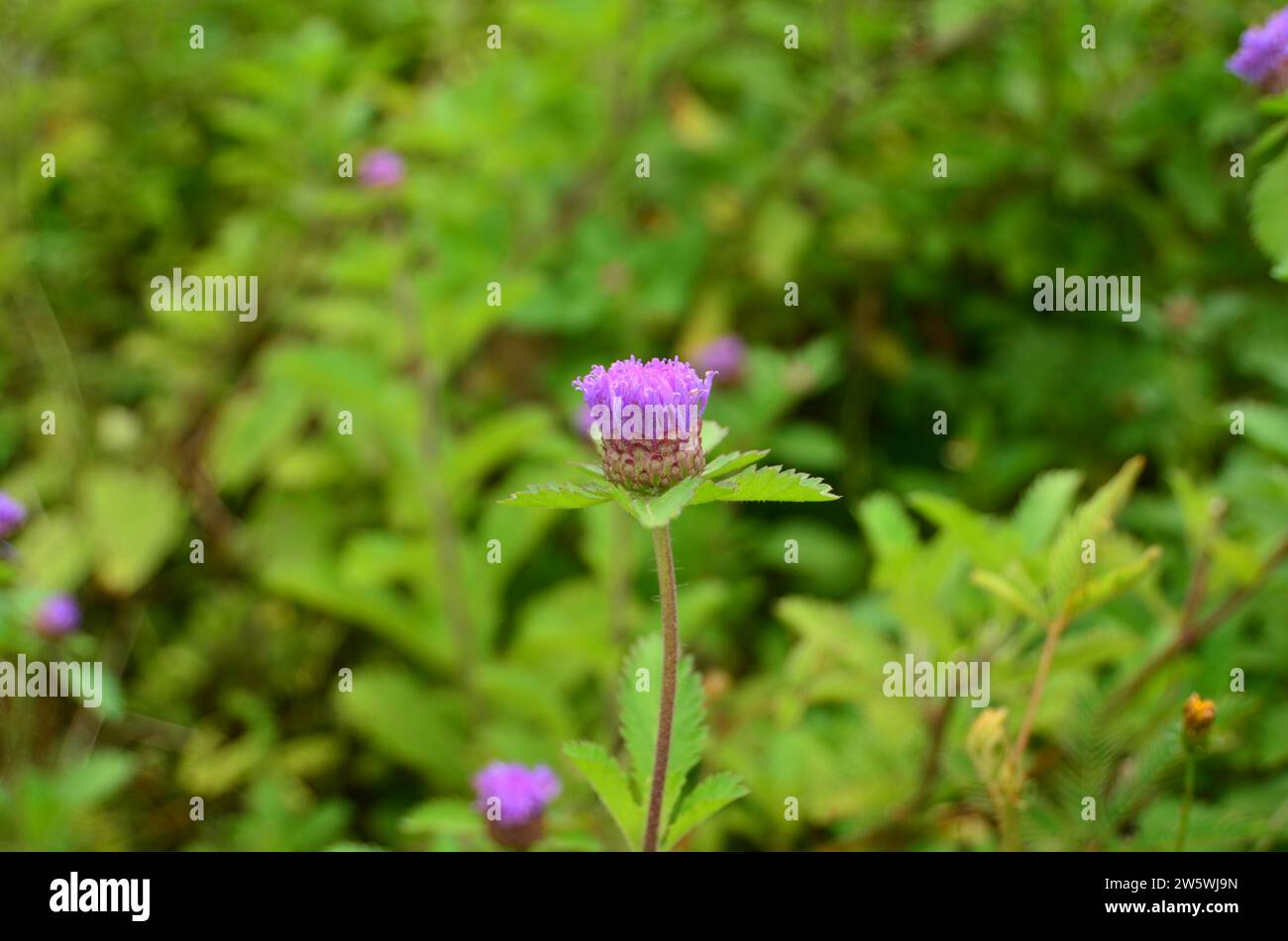 Centratherum punctatum is blooming in the garden, its purple color ...