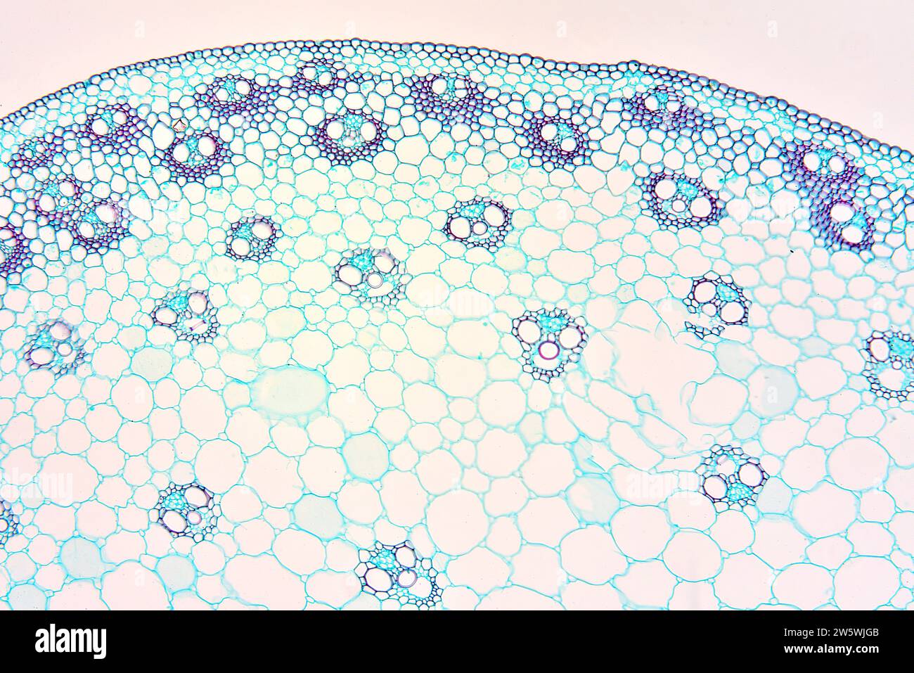 Monocot cross section hi-res stock photography and images - Alamy
