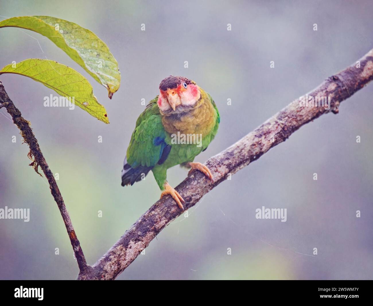 Rose Faced Parrot Pyrilia pulchra Ecuador BI038591 Stock Photo - Alamy