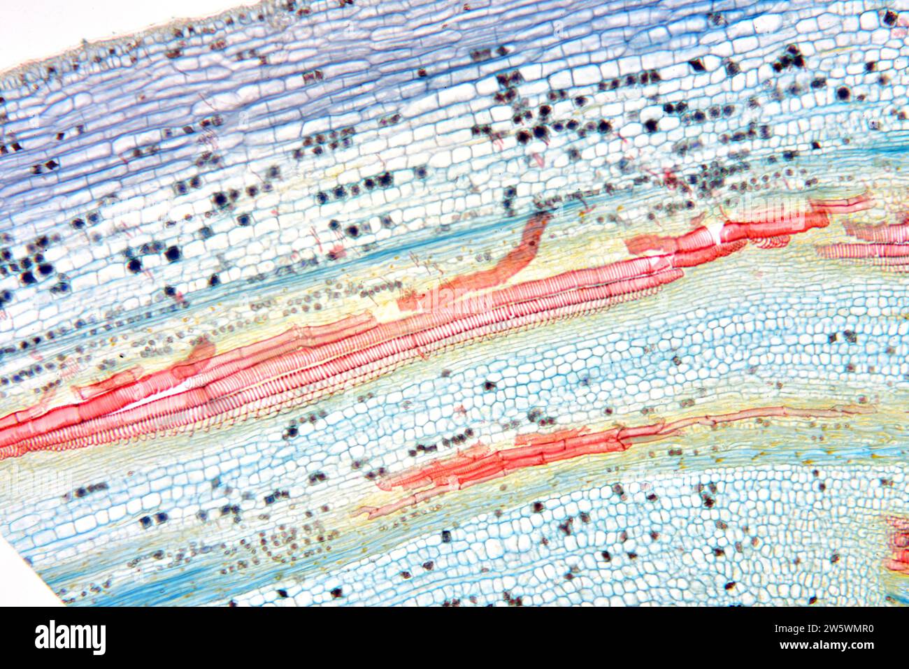 White mulberry stem with spiral xylem (red up) and phloem (red down ...