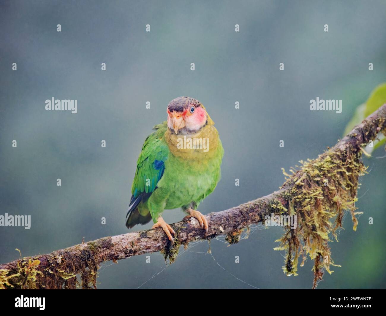 Rose Faced Parrot Pyrilia pulchra Ecuador BI038594 Stock Photo - Alamy