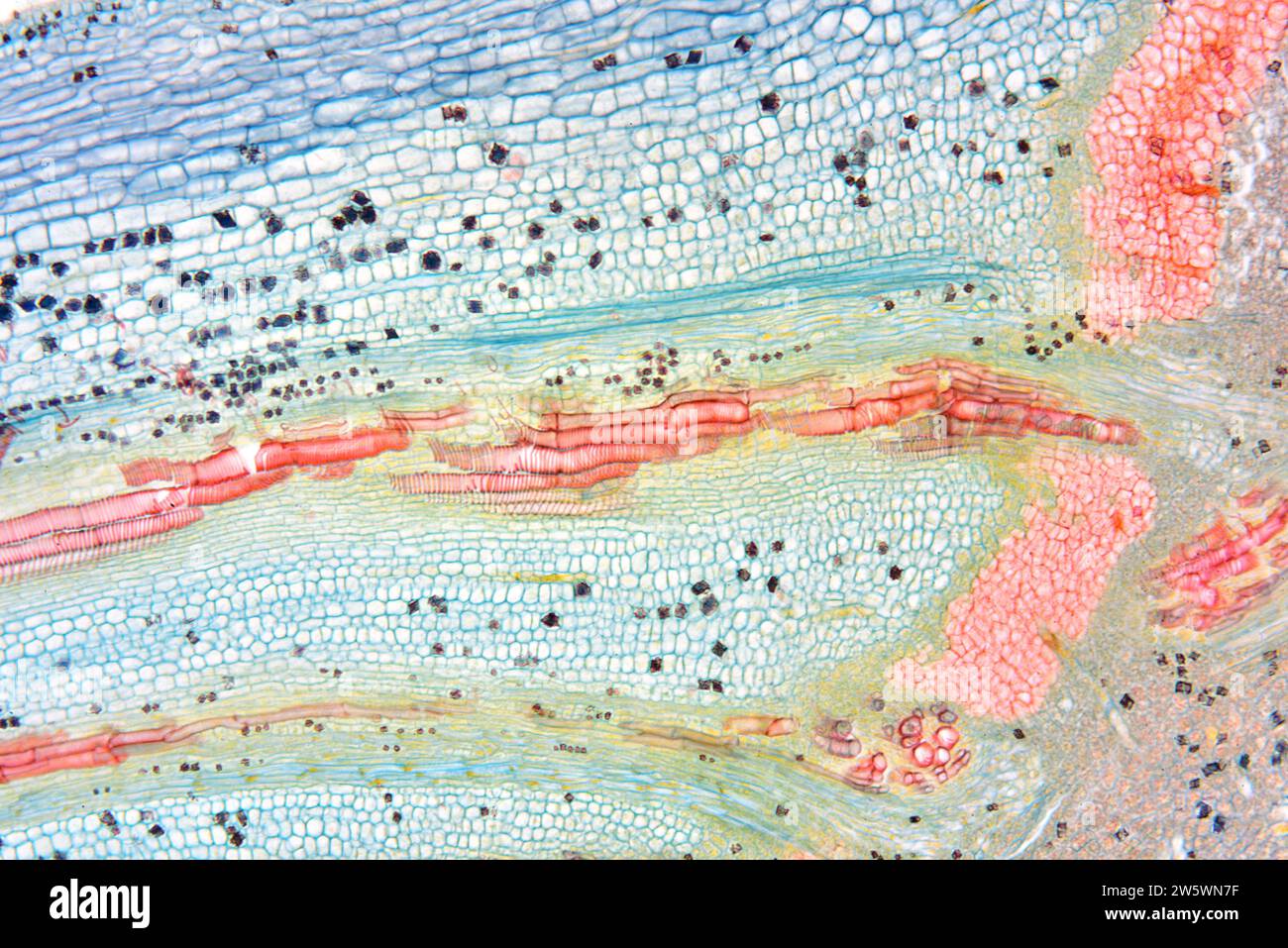 White mulberry stem with spiral xylem (red up), phloem (red down) and ...