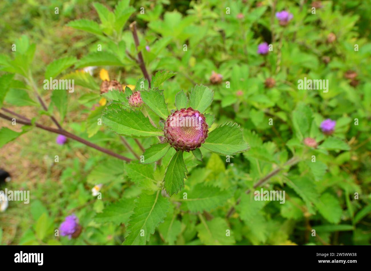 Centratherum punctatum in the garden, its purple color resembles a ...