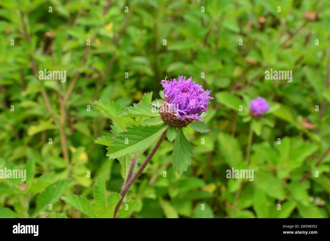 Centratherum punctatum is blooming in the garden, its purple color ...